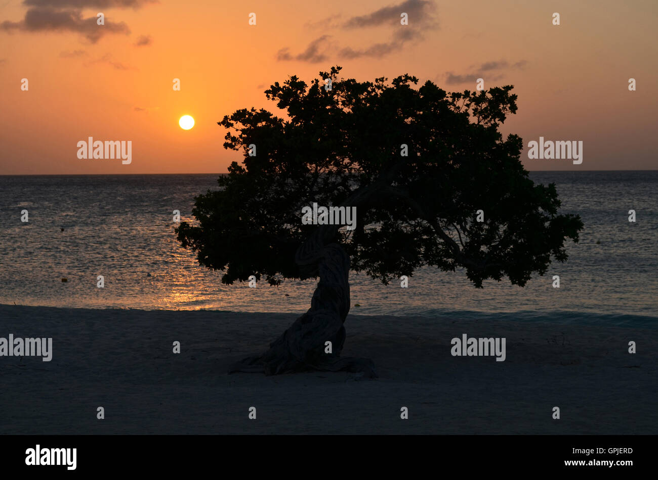Silhouetted watapana tree in Aruba at sunset Stock Photo - Alamy
