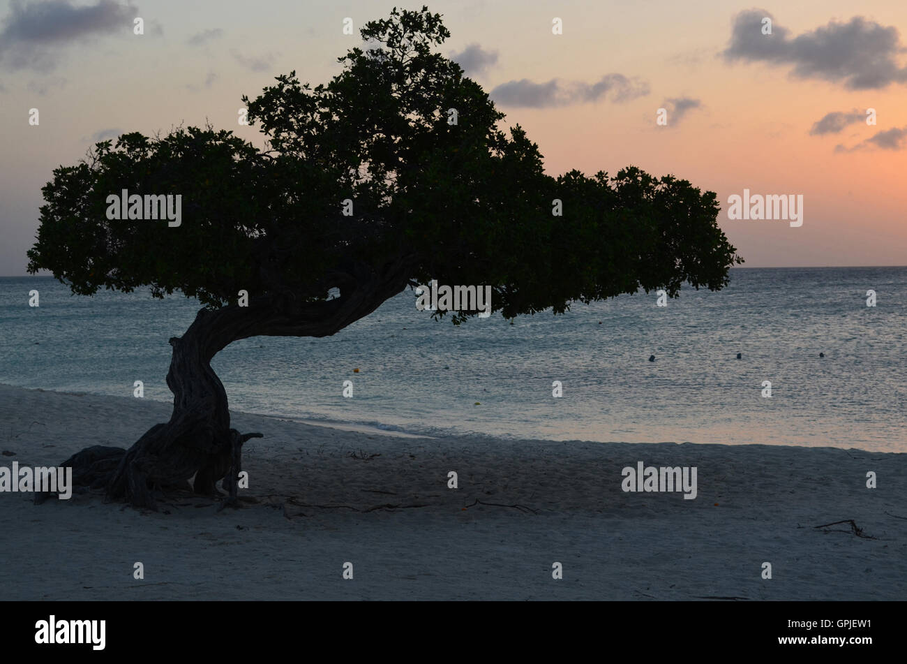 A silhouetted divi divi tree at sunset on Eagle Beach Stock Photo - Alamy