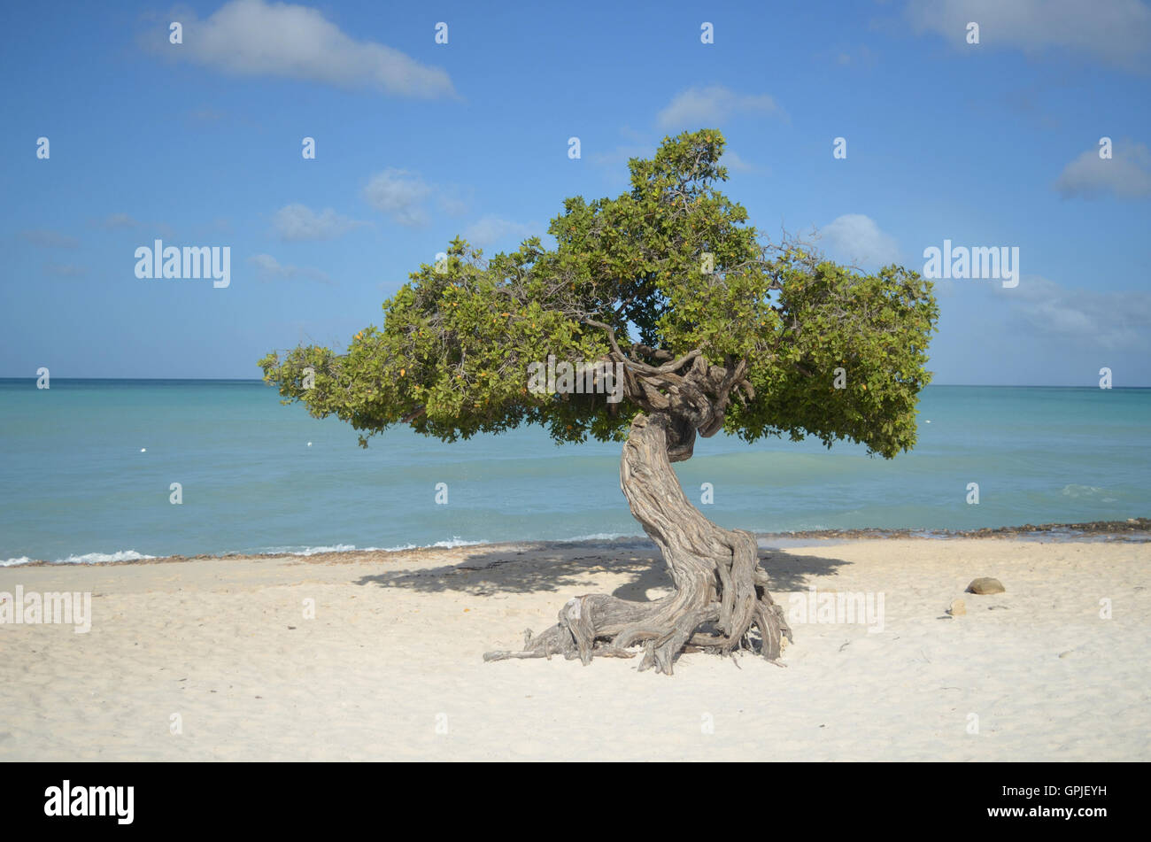 Eagle beach, aruba divi tree High Resolution Stock Photography and ...