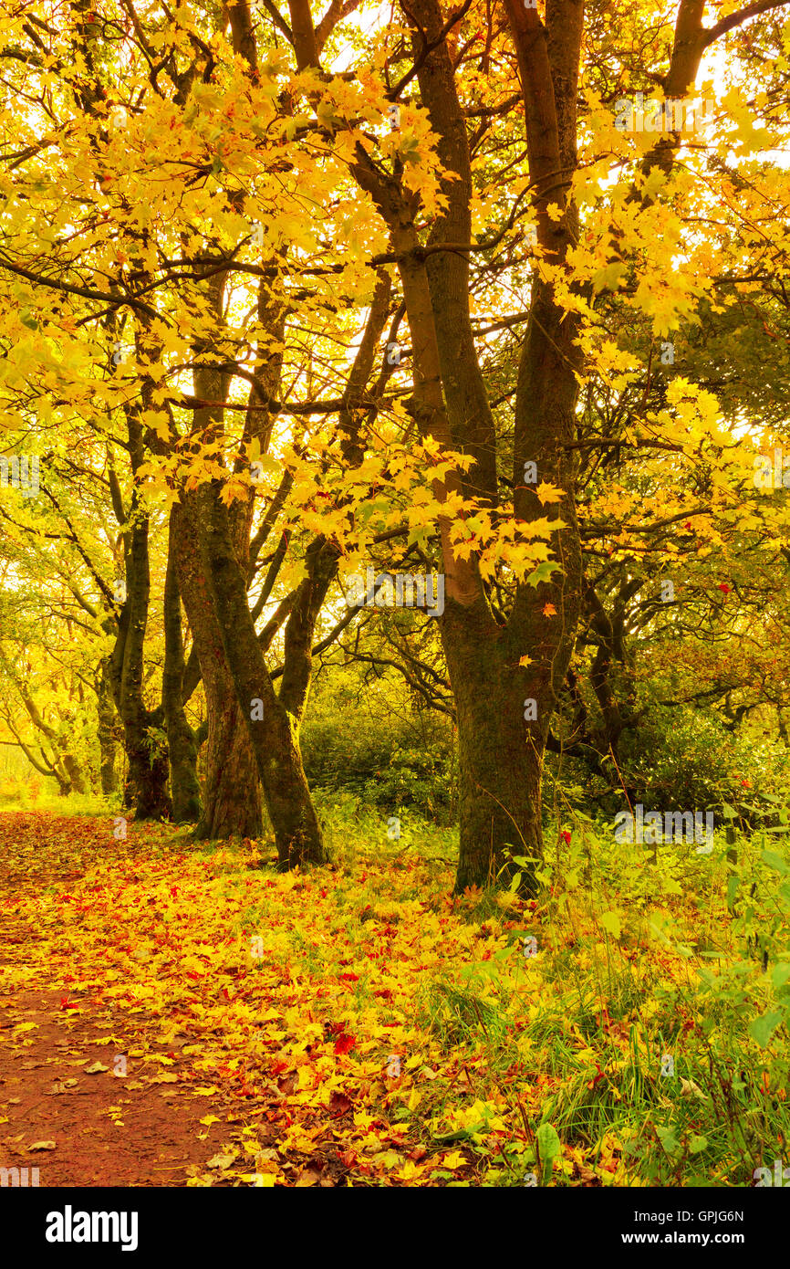 Autumn landscape with beautiful maple trees Stock Photo - Alamy