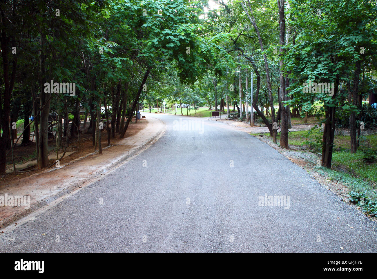 road with trees on both sides Stock Photo - Alamy
