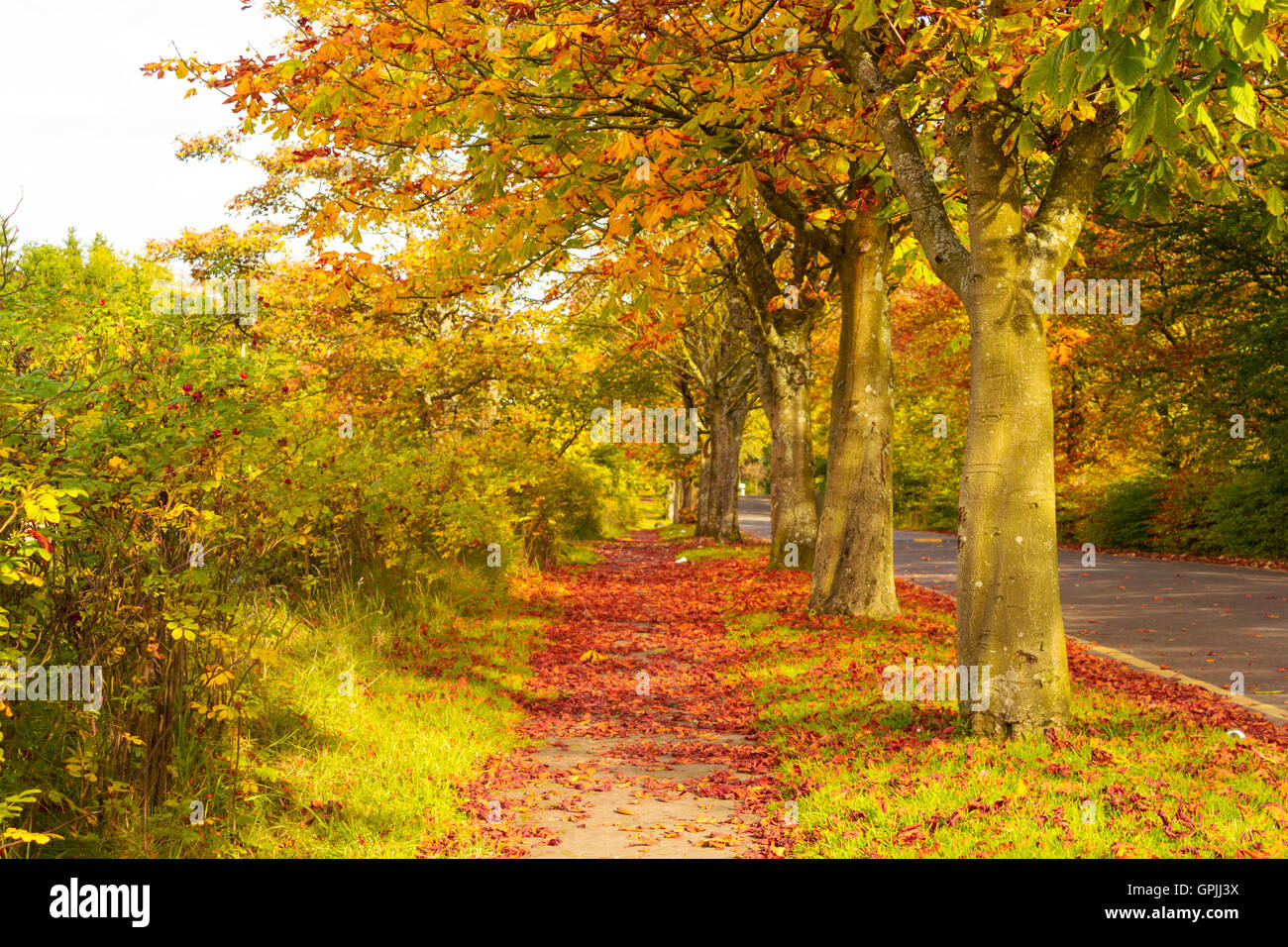 Autumn landscape with trees Stock Photo - Alamy