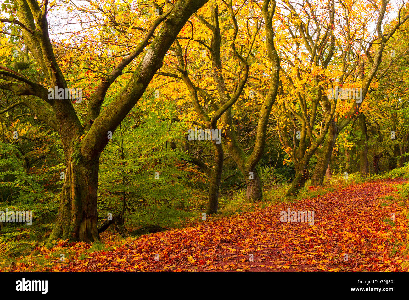 Autumn landscape with trees Stock Photo - Alamy