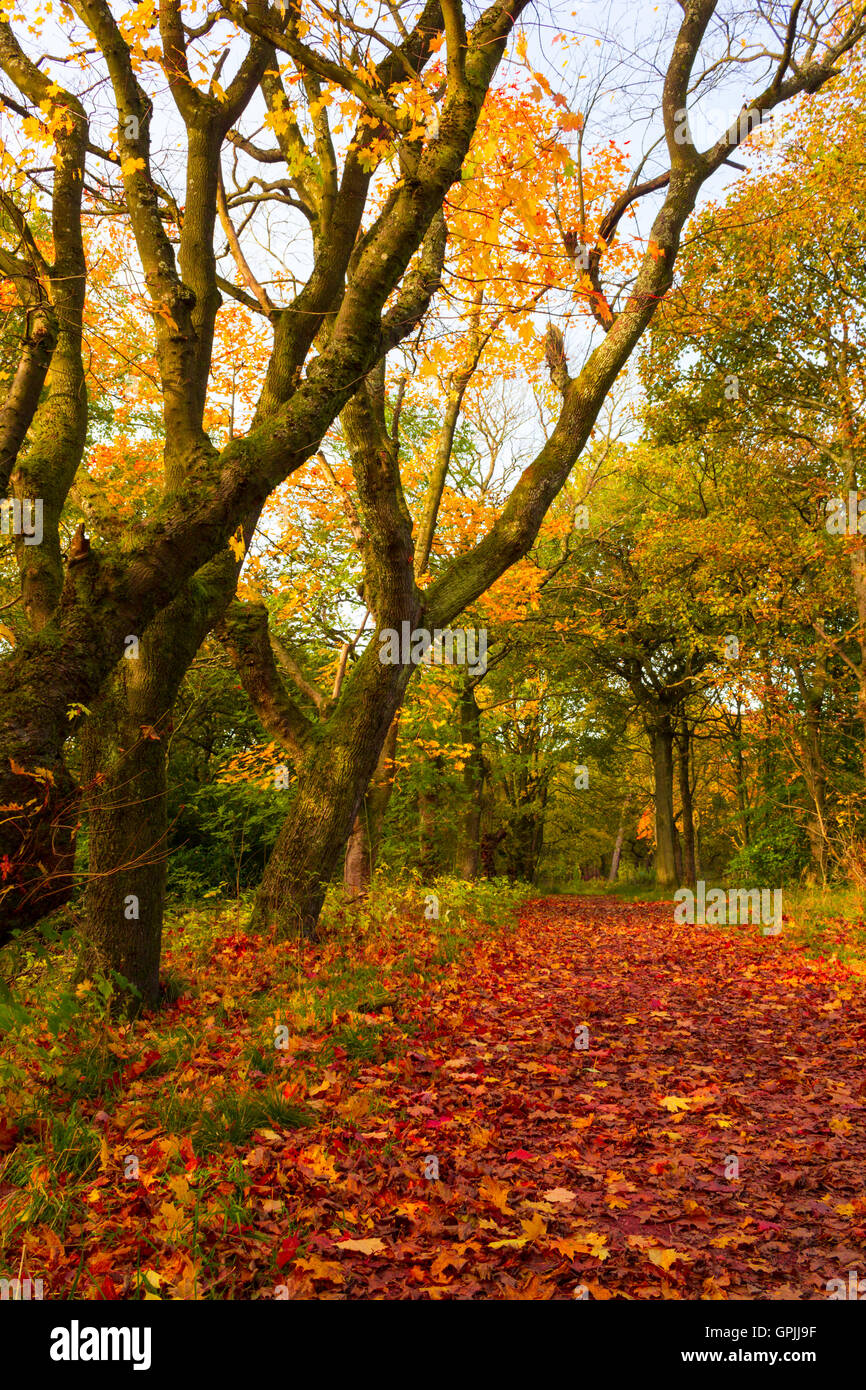 Autumn landscape with trees Stock Photo - Alamy