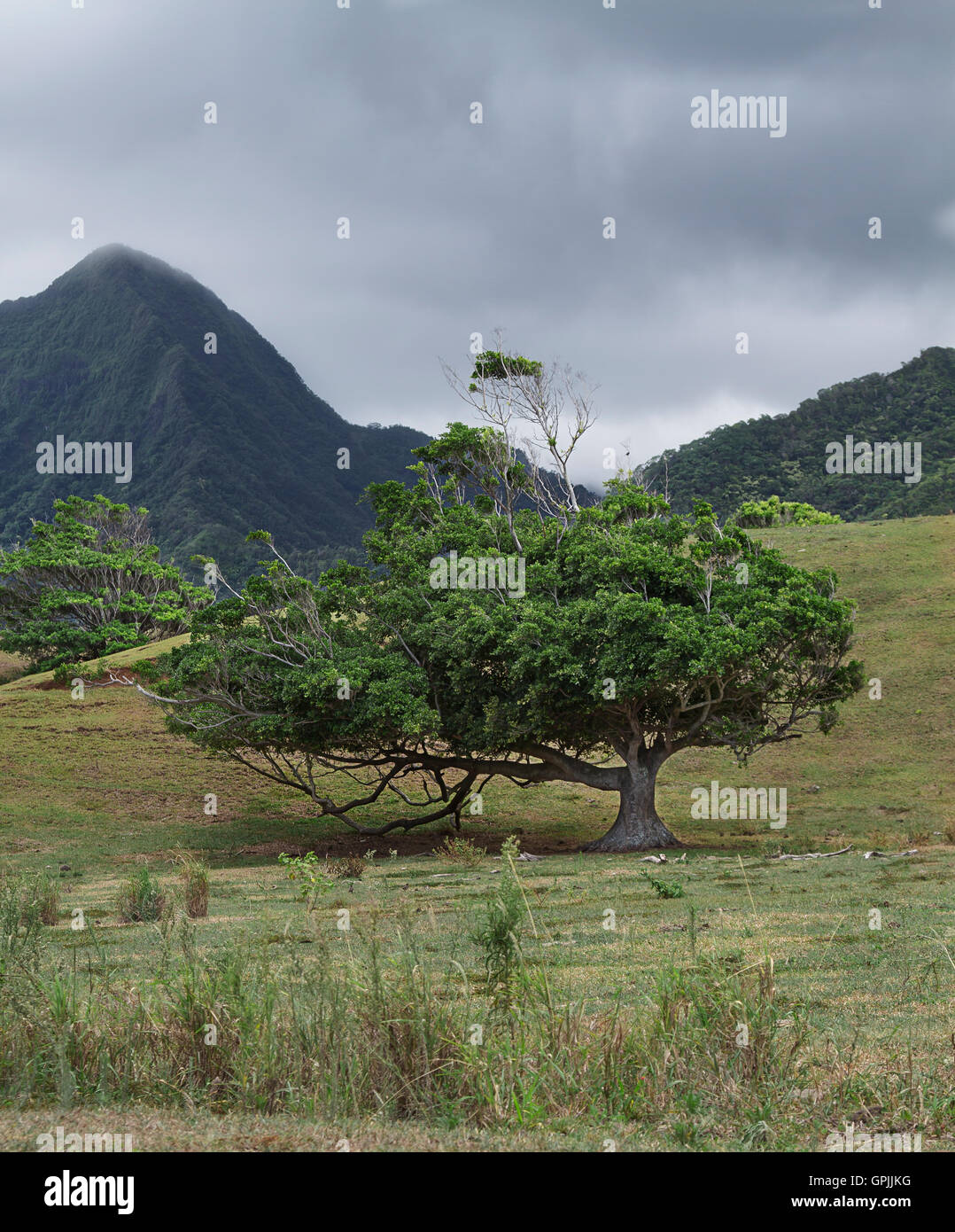 tree in the valley Stock Photo - Alamy