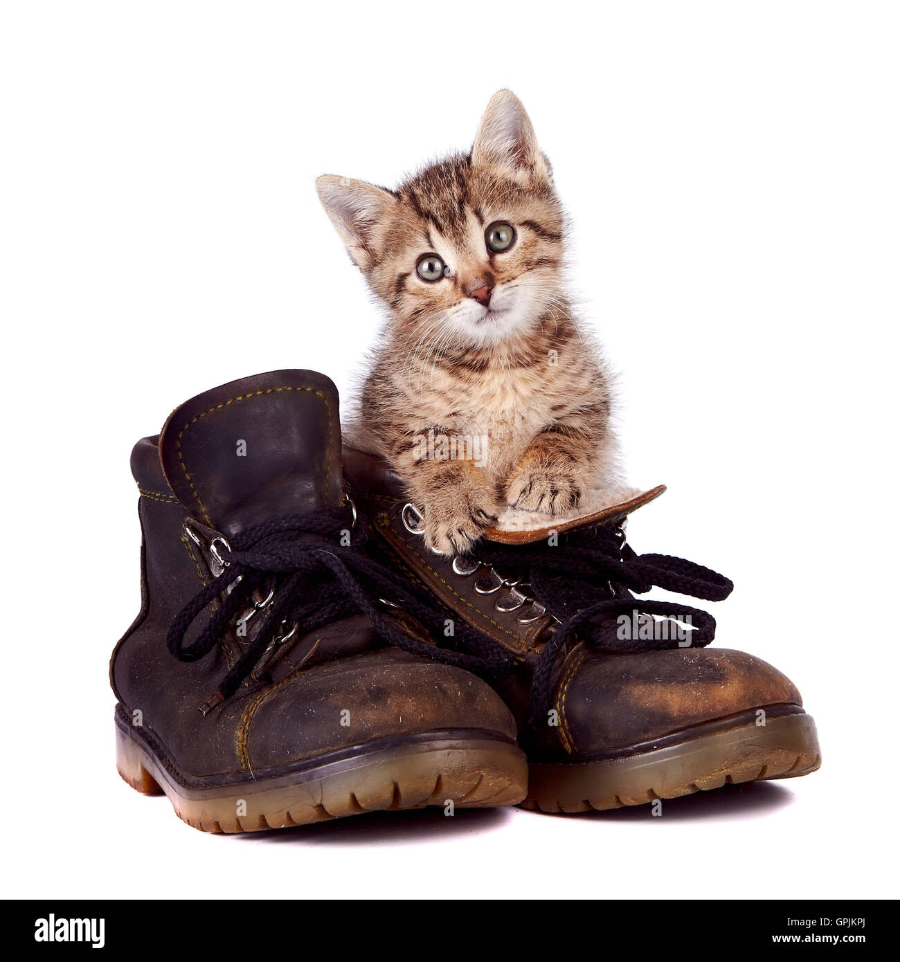 Kitten and boots Stock Photo - Alamy