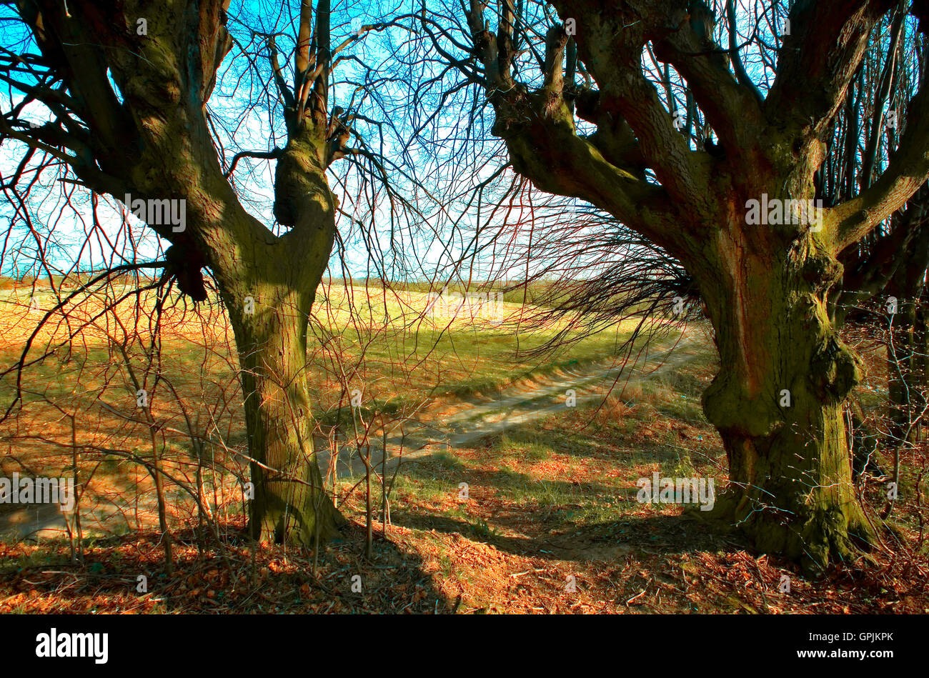 Willow trees in spring time Stock Photo - Alamy