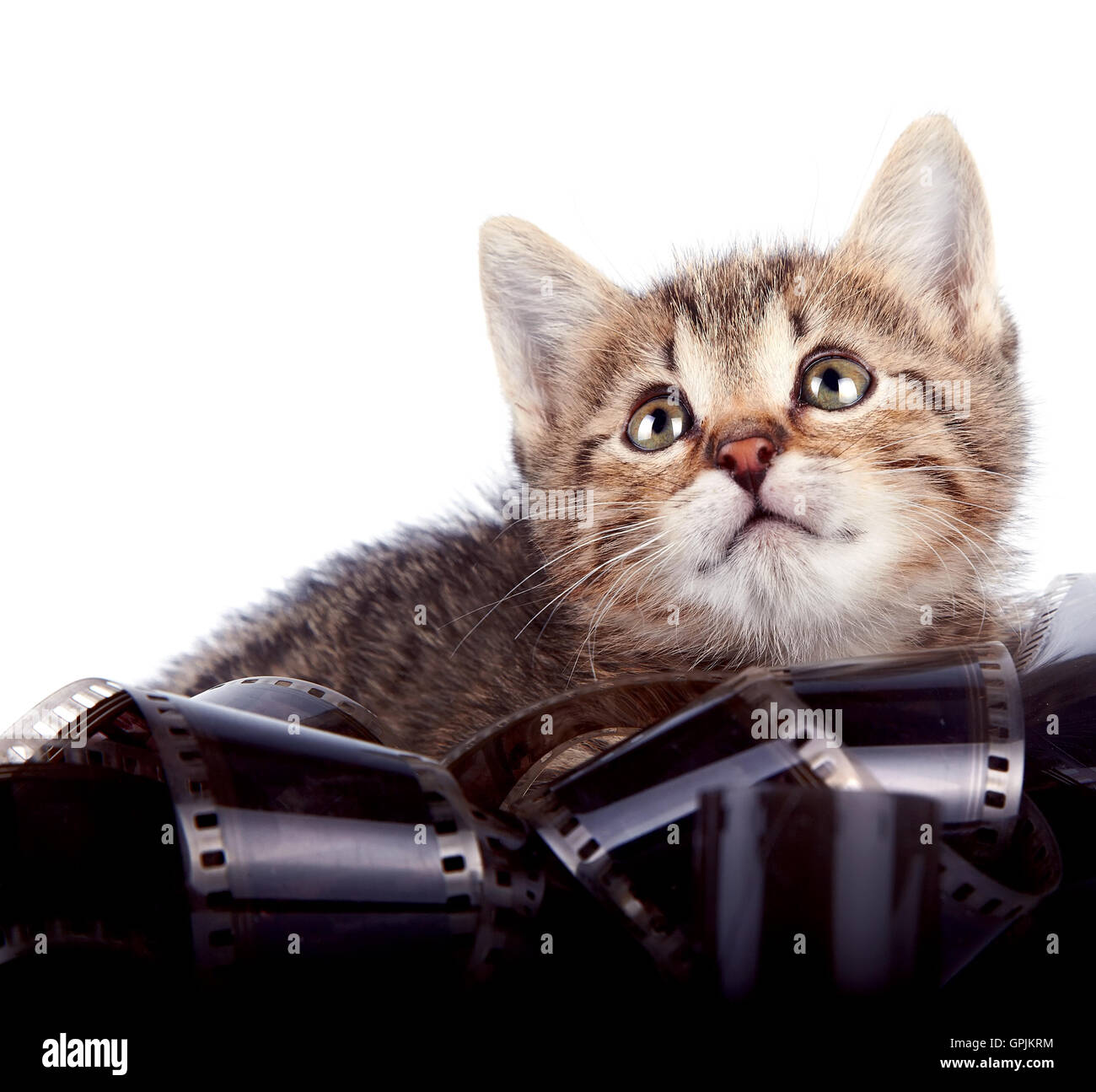 Portrait of a kitten in a film Stock Photo - Alamy