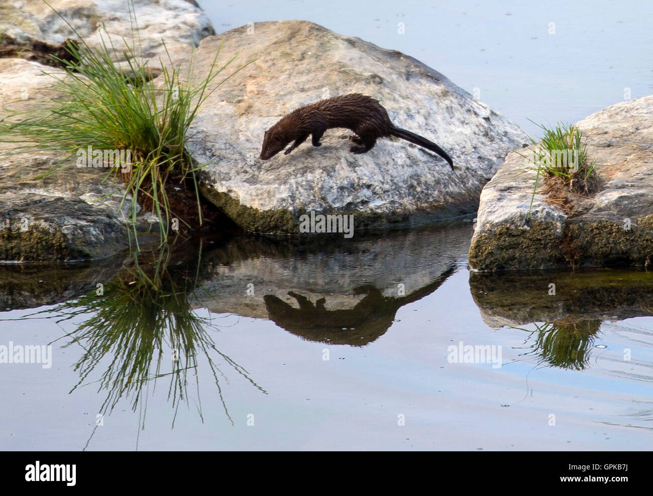 Elkton, Oregon, USA. 4th Sep, 2016. An elusive wild mink scampers over ...