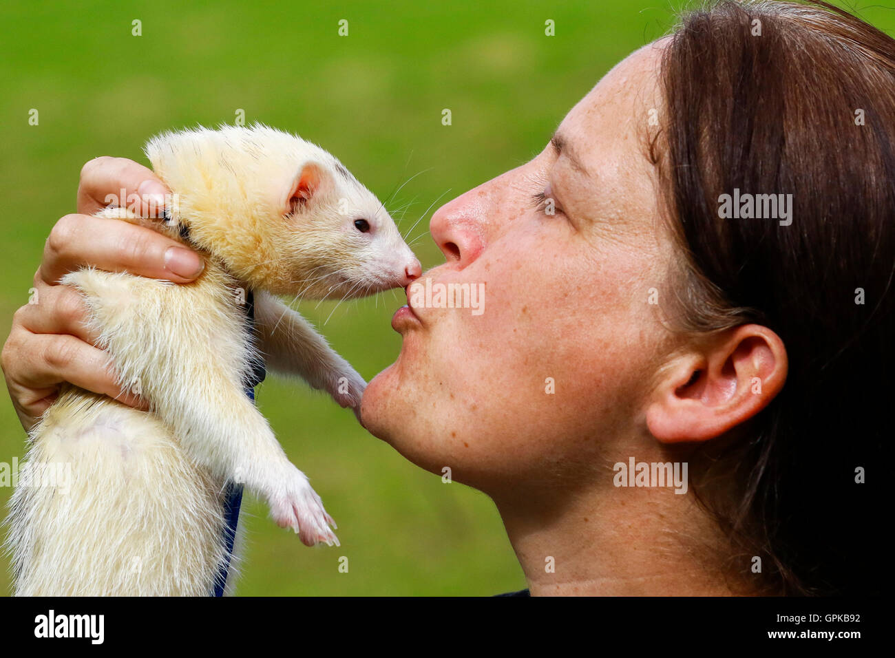Scottish weasel hi-res stock photography and images - Alamy