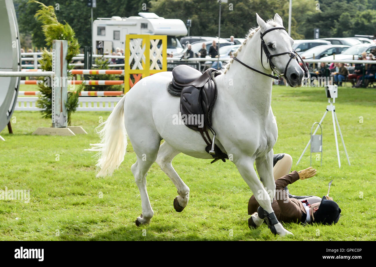 Stamford Lincolnshire September 4th 2016: Child rider takes a dramatic ...