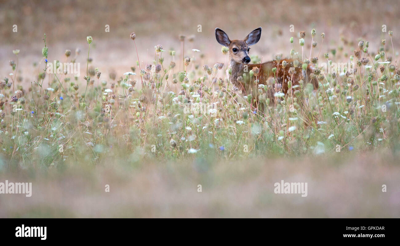 Elkton, Oregon, USA. 4th Sep, 2016. A fawn stands in a field of ...