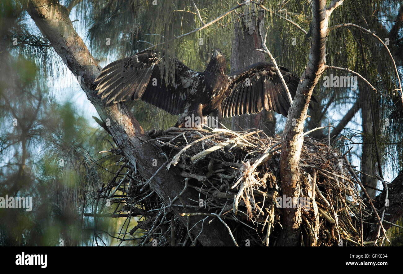 Adult bald eagles in nest hi-res stock photography and images - Alamy