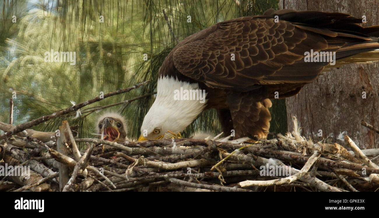 Pembroke Pines, Florida, USA. 8th Sep, 2016. A mature bald eagle feeds ...