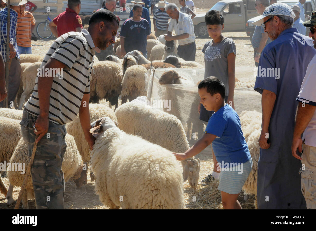 Tunis sheep hi-res stock photography and images - Alamy