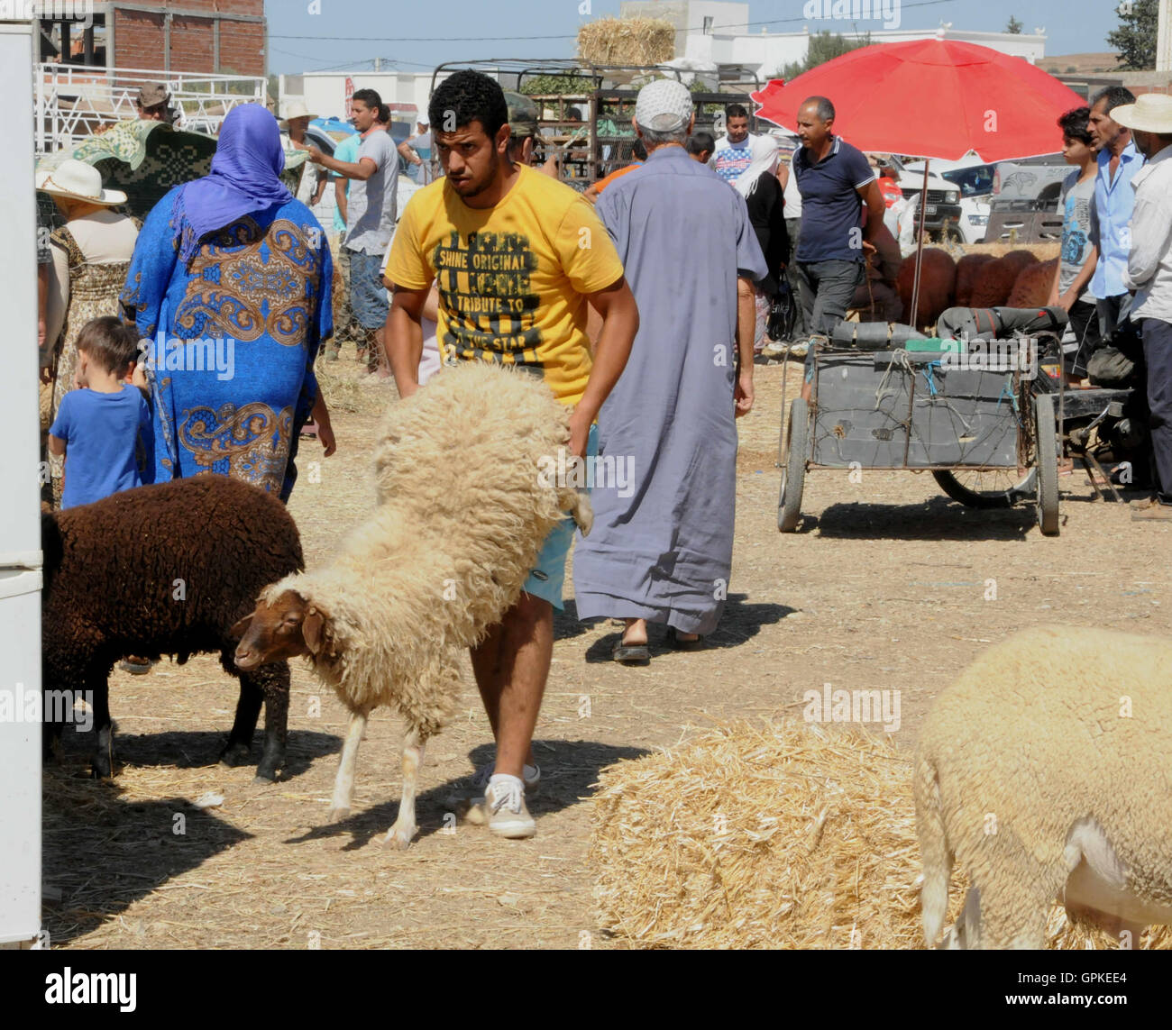 Tunis sheep hi-res stock photography and images - Alamy
