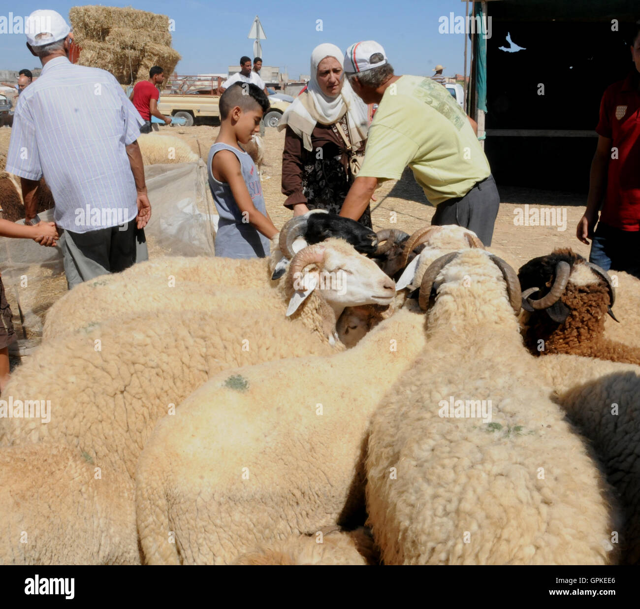 Tunis sheep hi-res stock photography and images - Alamy