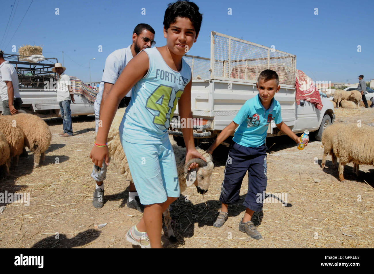 Tunis sheep hi-res stock photography and images - Alamy