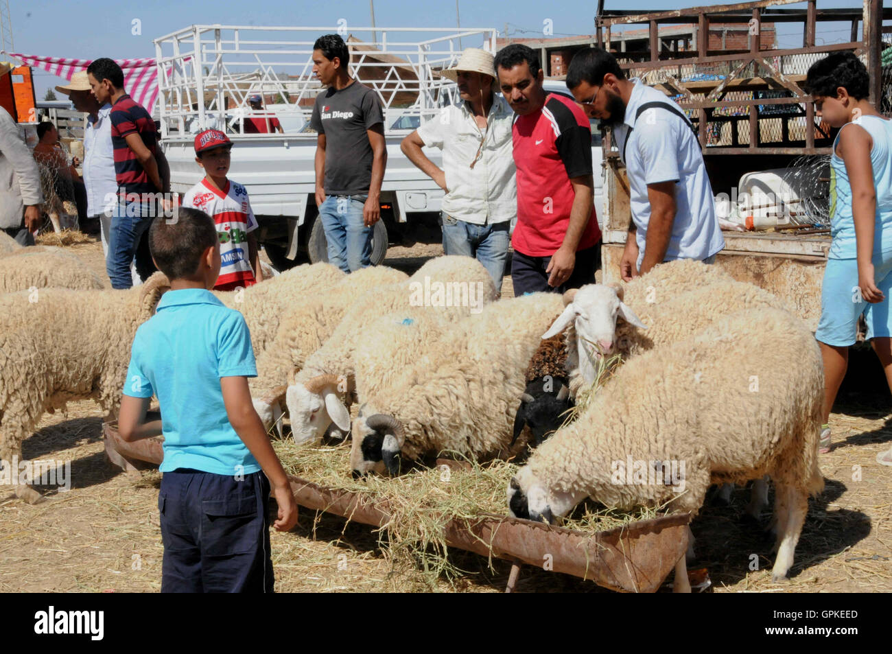Tunis sheep hi-res stock photography and images - Alamy