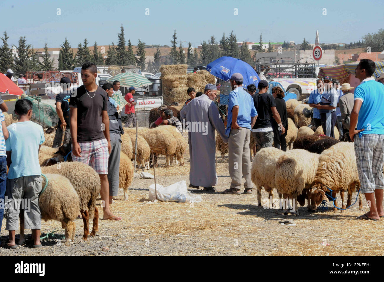 Tunis sheep hi-res stock photography and images - Alamy