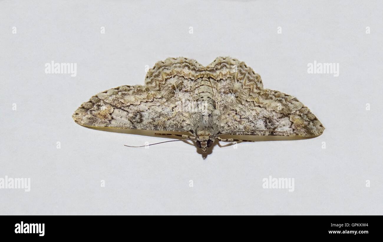 Moth wings hi-res stock photography and images - Alamy