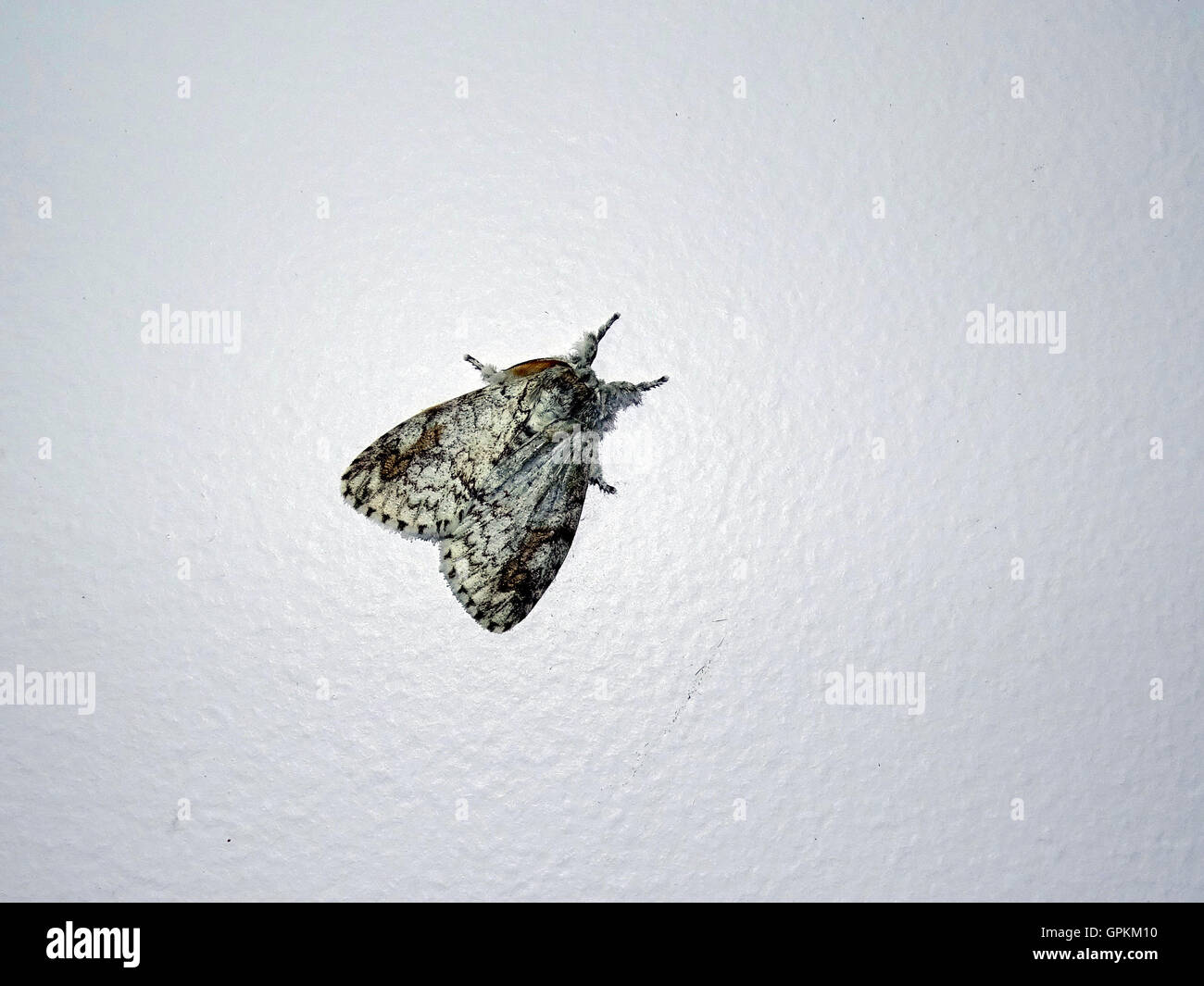 Brown Moth on a Plain Background Stock Photo - Alamy