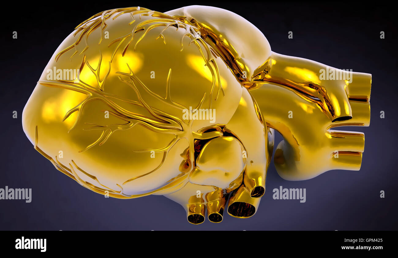 Model of human heart - heart of gold Stock Photo - Alamy