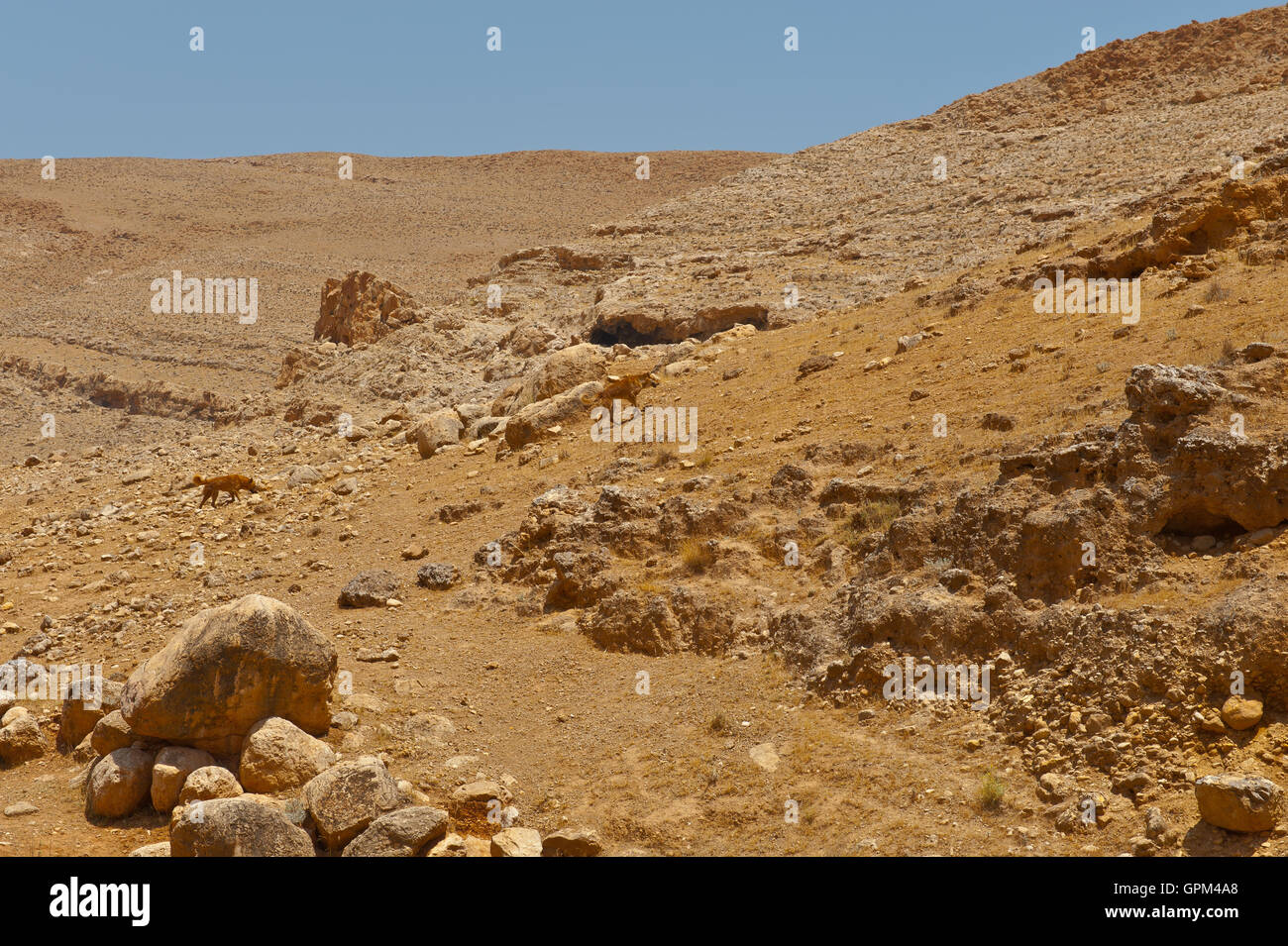 Palestine dogs hi-res stock photography and images - Alamy