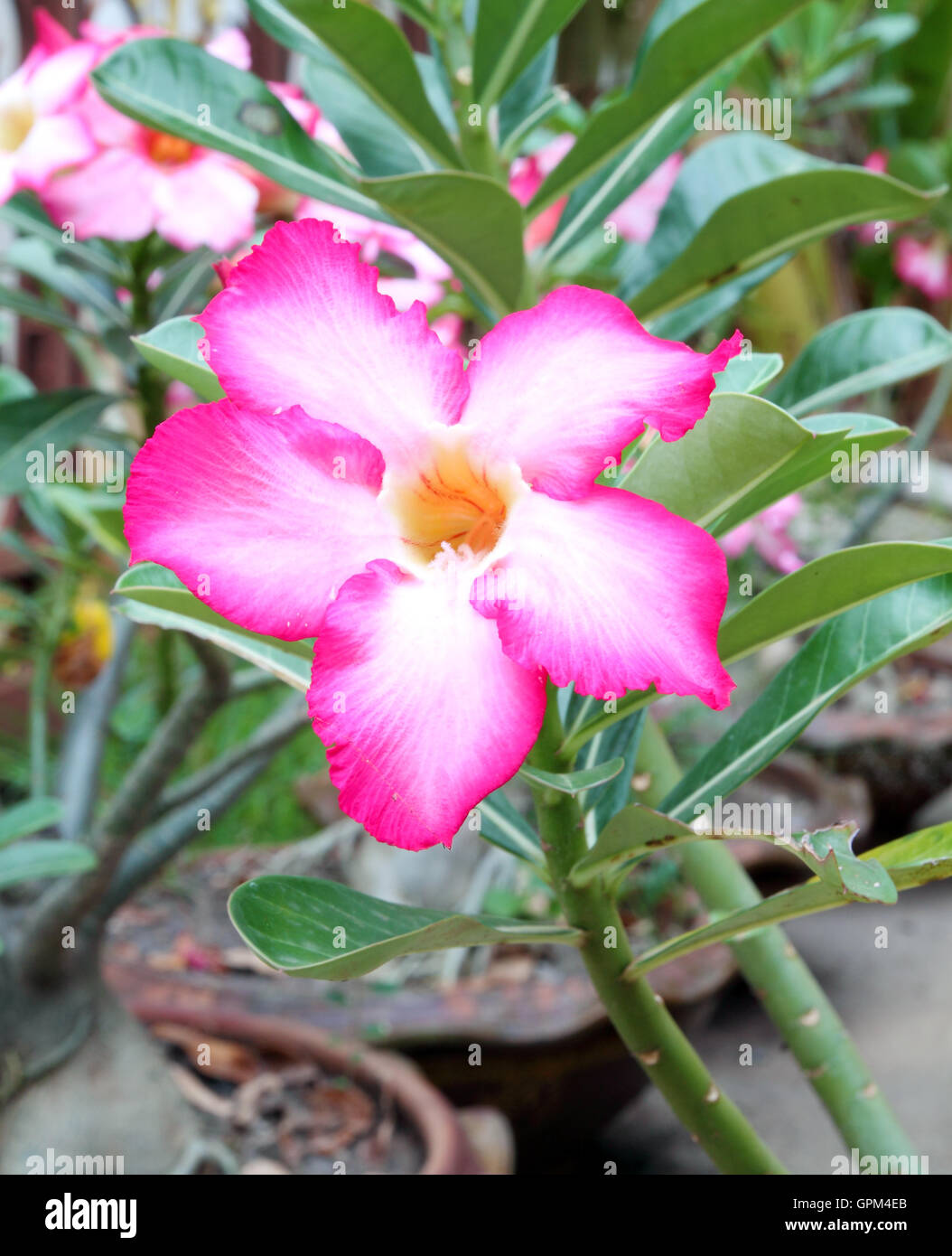 Tropical flower Pink Adenium Stock Photo - Alamy