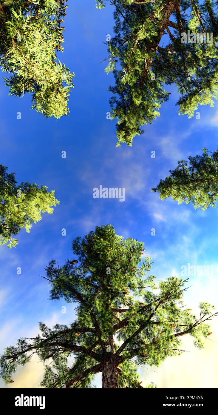 Canopy of a forest Stock Photo - Alamy