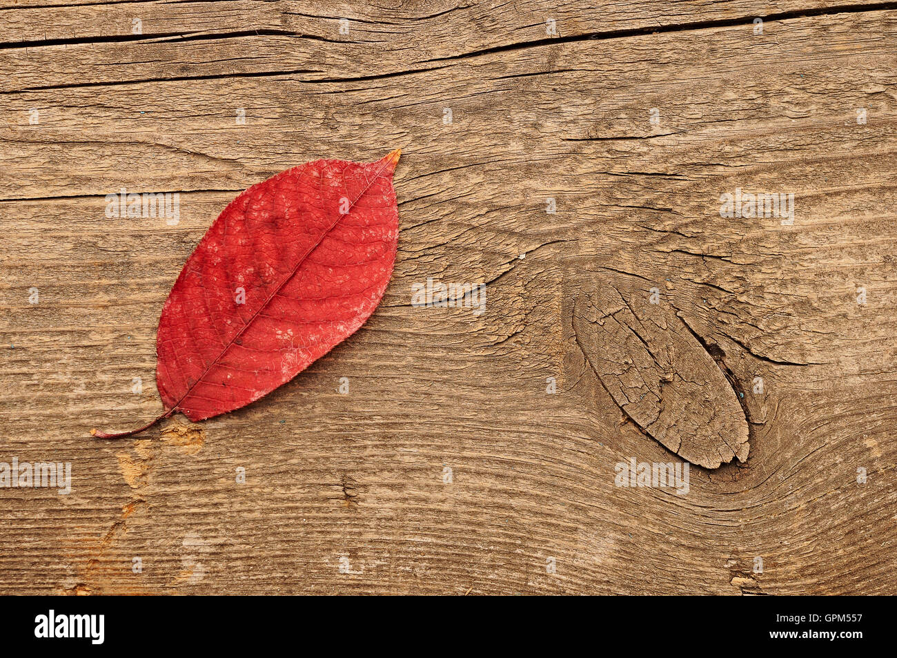 single autumn leaf over wooden background.With copy space Stock Photo ...