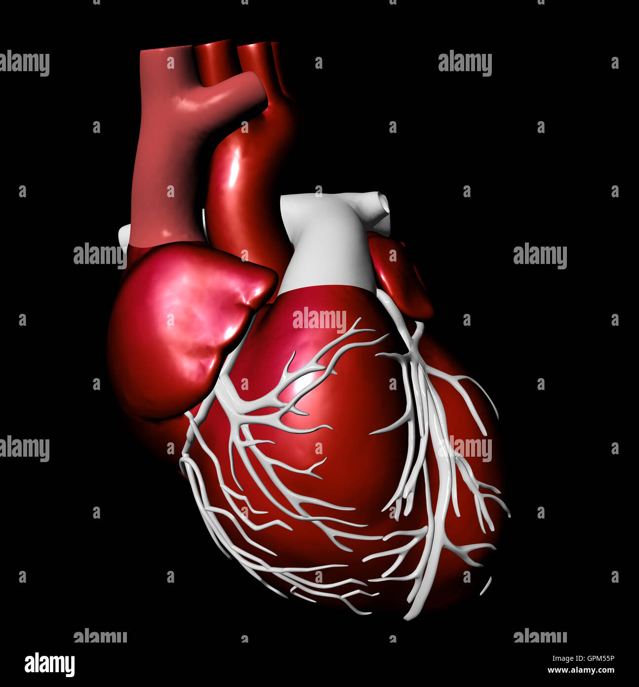 Model of artificial human heart Stock Photo - Alamy