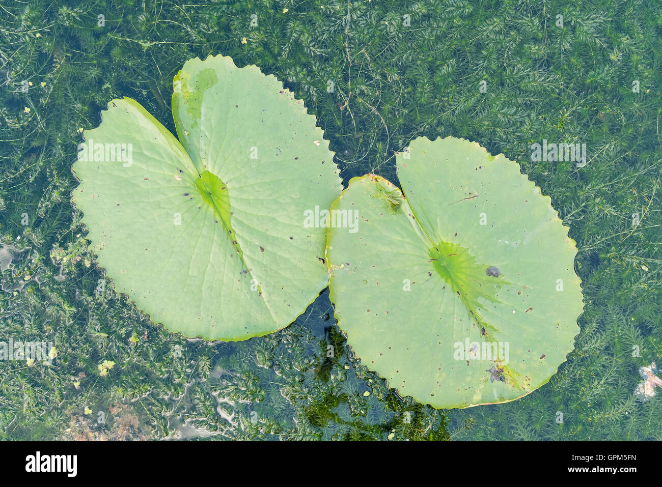 Texture with leaves of water lilies Stock Photo - Alamy