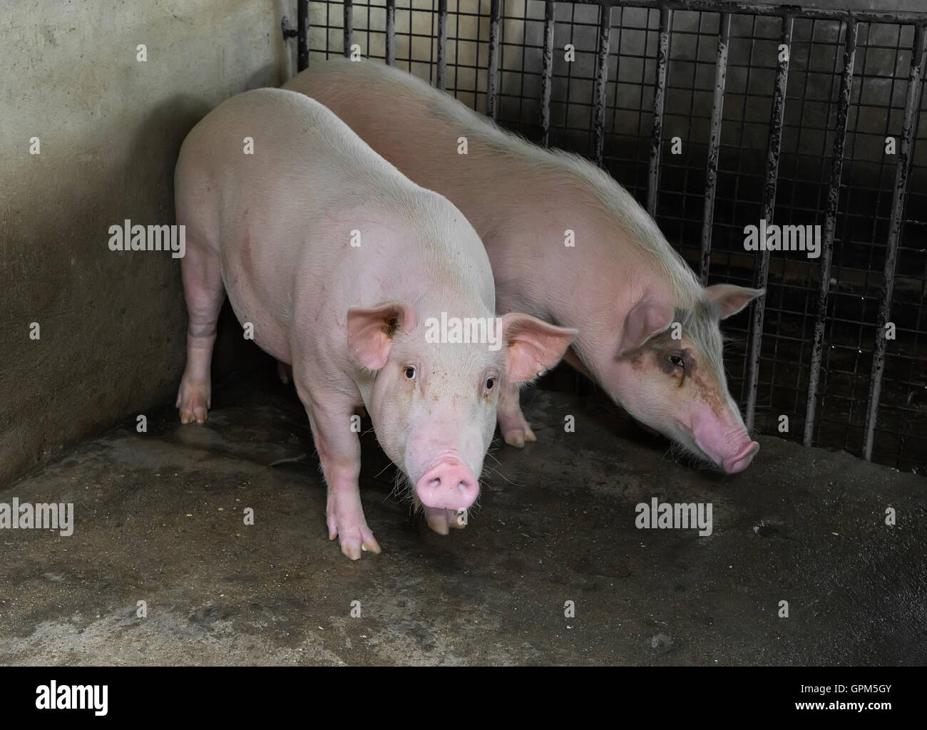 pigs on the farm Stock Photo - Alamy