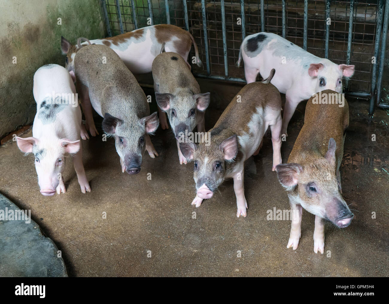 pigs on the farm Stock Photo - Alamy