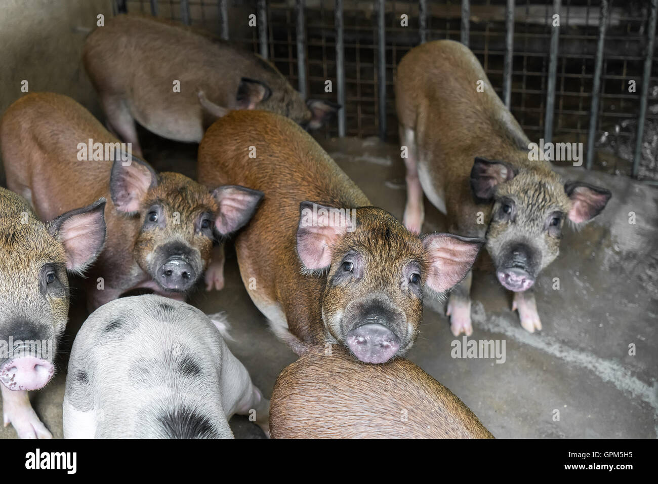 pigs on the farm Stock Photo - Alamy