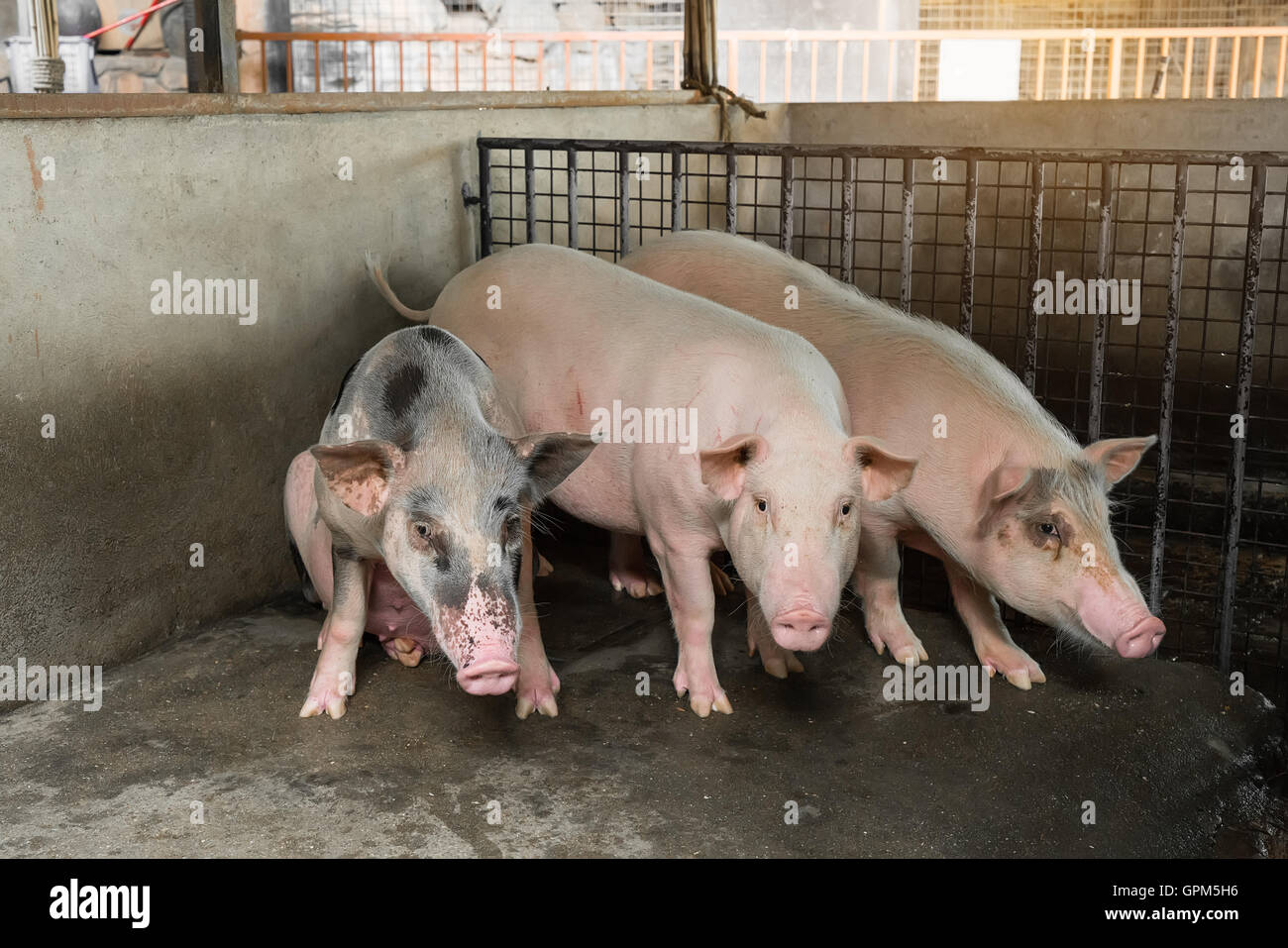 pigs on the farm Stock Photo - Alamy