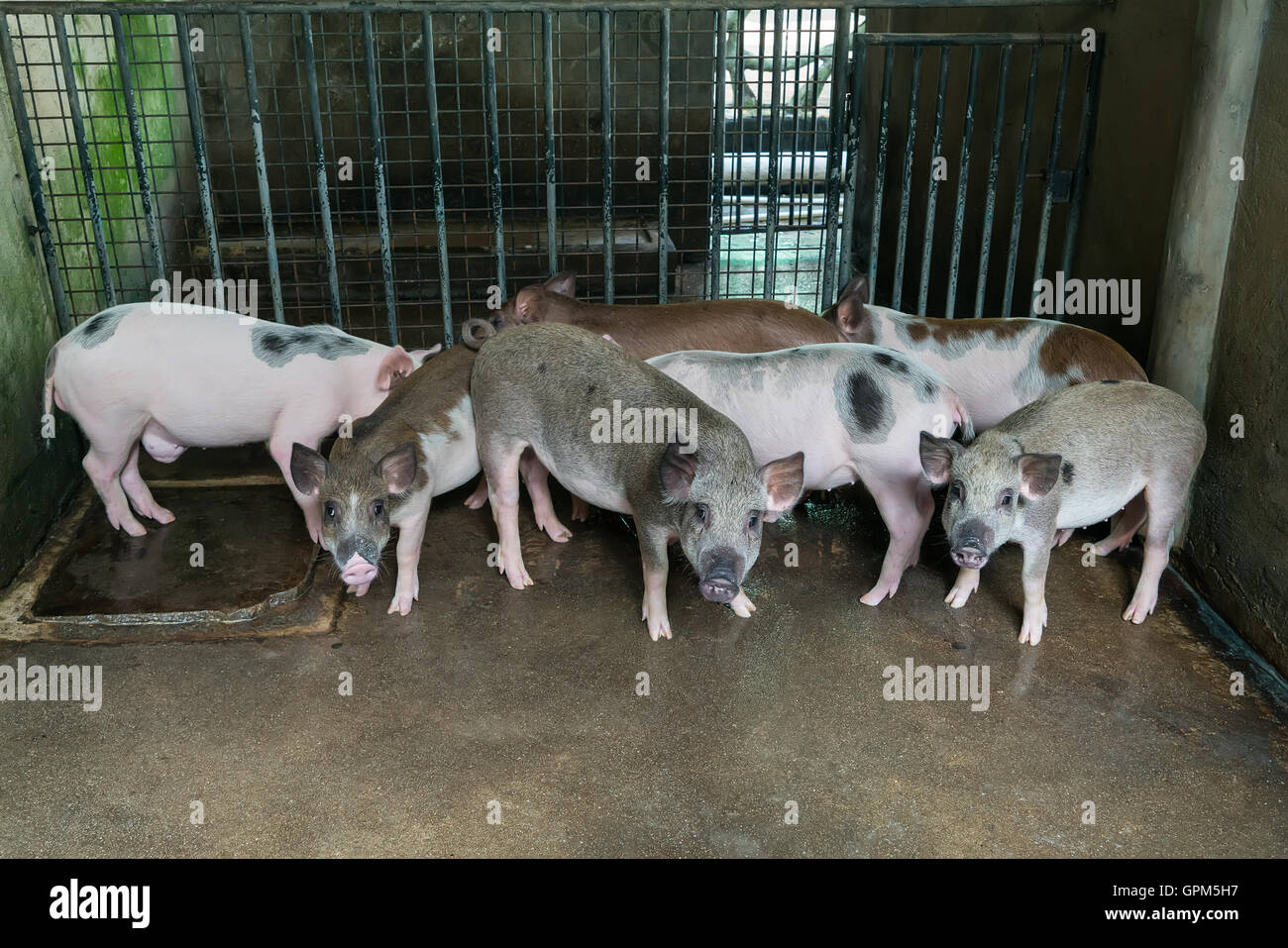 pigs on the farm Stock Photo - Alamy