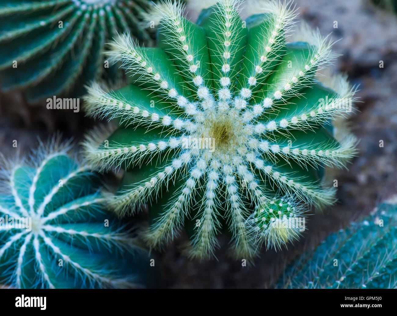 cactus close up Stock Photo - Alamy