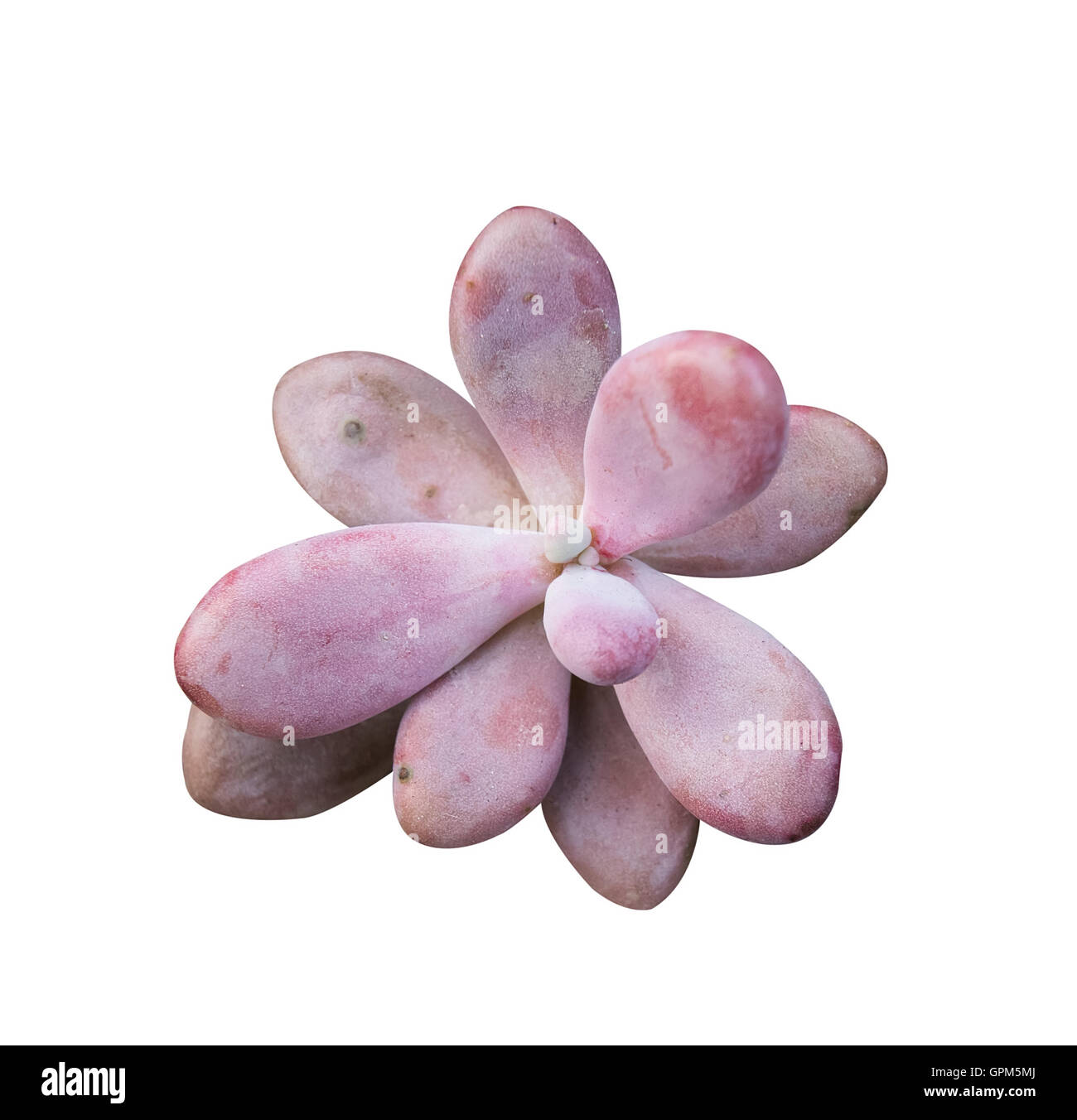 Desert cactus plant leaf Cut Out Stock Images & Pictures - Alamy