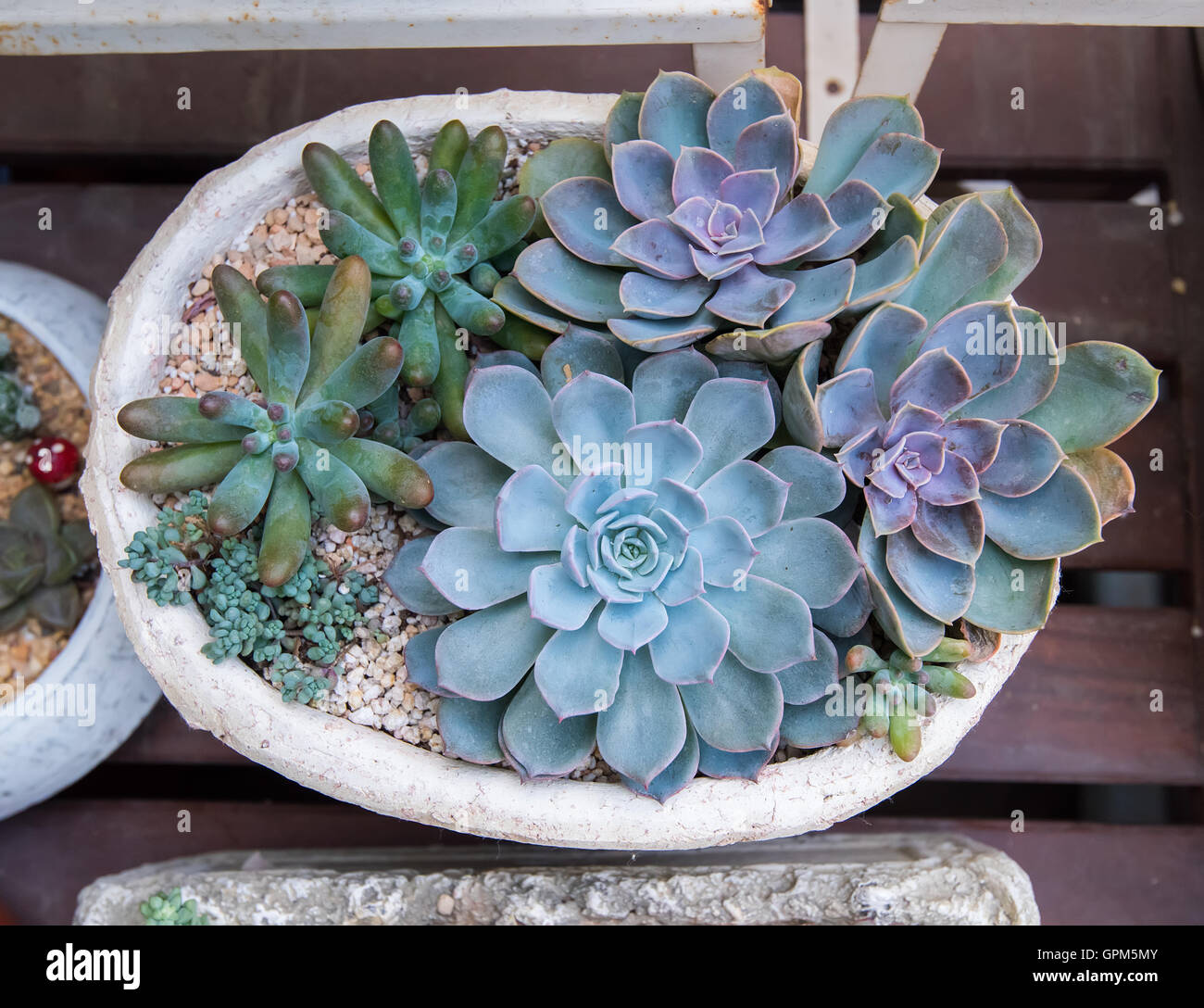 cactus succulents in a planter Stock Photo - Alamy