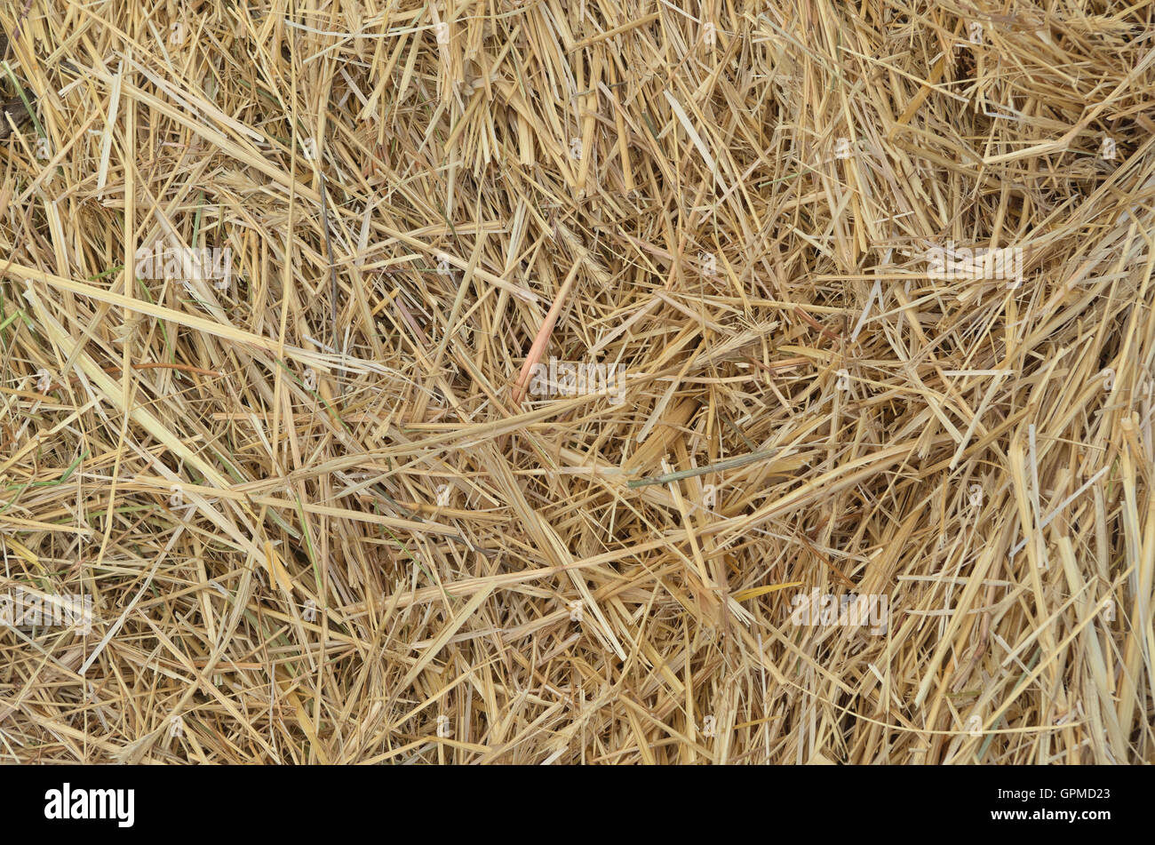 Straw stacks. Farming backgrounds and textures Stock Photo - Alamy