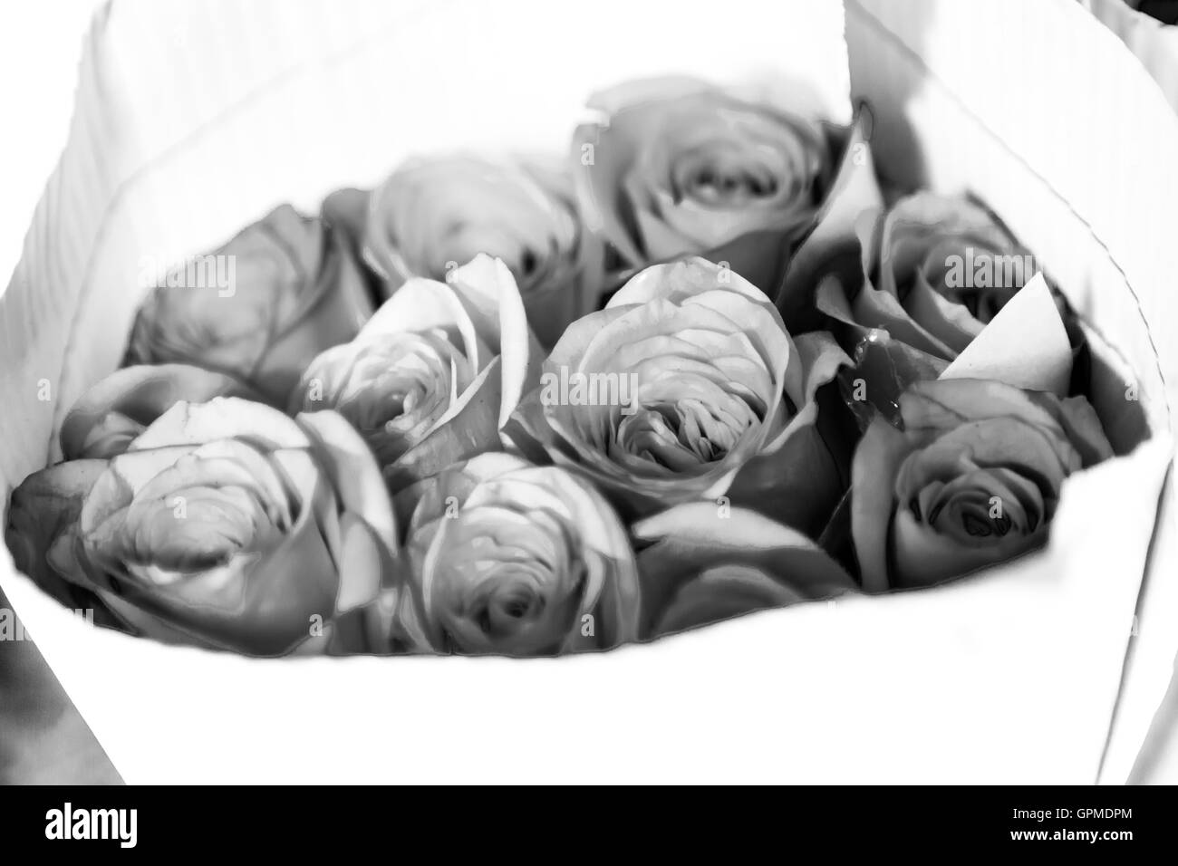 White rose on yellow Black and White Stock Photos & Images - Alamy