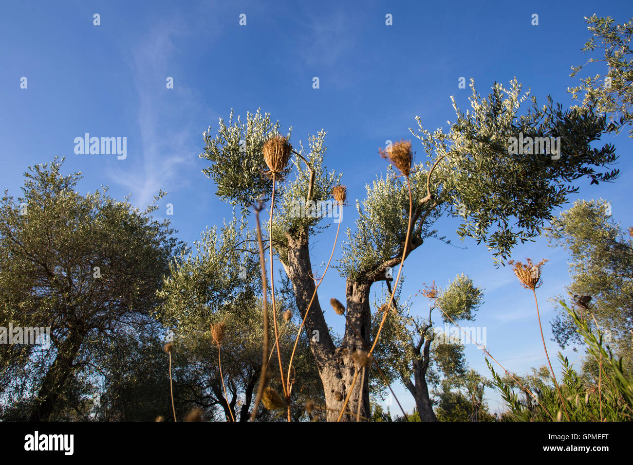 ground level olive tree Stock Photo - Alamy