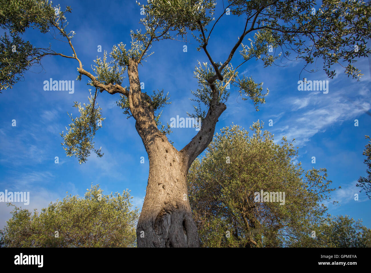 Live tree hi-res stock photography and images - Alamy