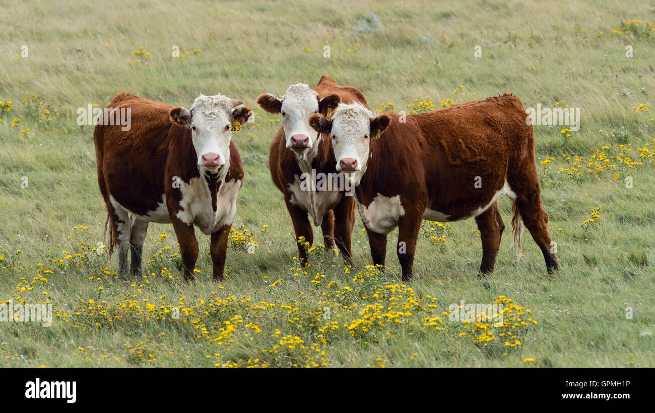 Rangeland cattle hi-res stock photography and images - Alamy