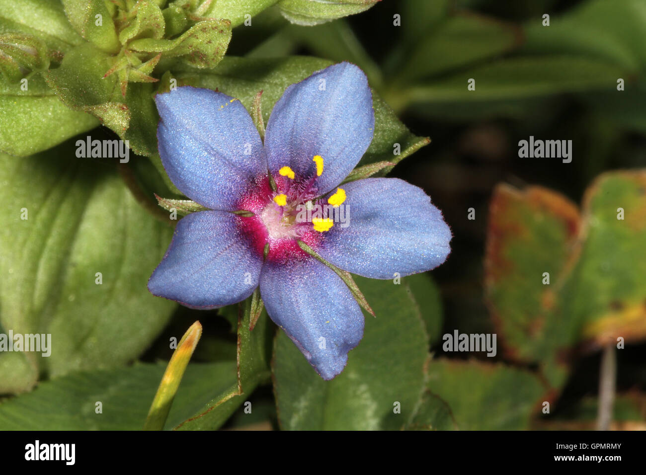 Lysimachia monelli blue pimpernel hi-res stock photography and images ...