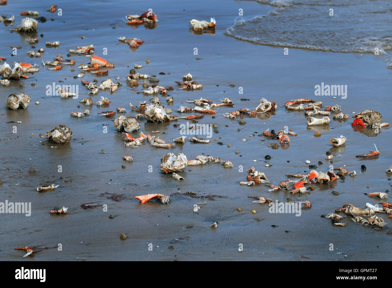 Flotsam on a beach at the tide line Stock Photo - Alamy