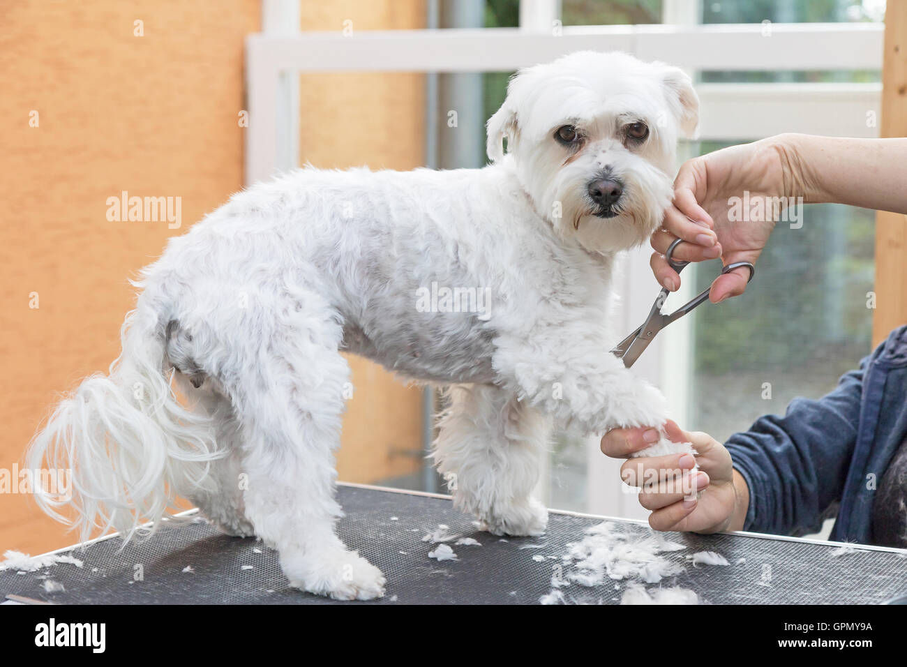 Grooming front leg of standing white Maltese dog Stock Photo - Alamy