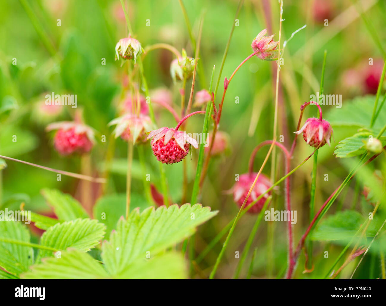 wild strawberry closeup Stock Photo - Alamy